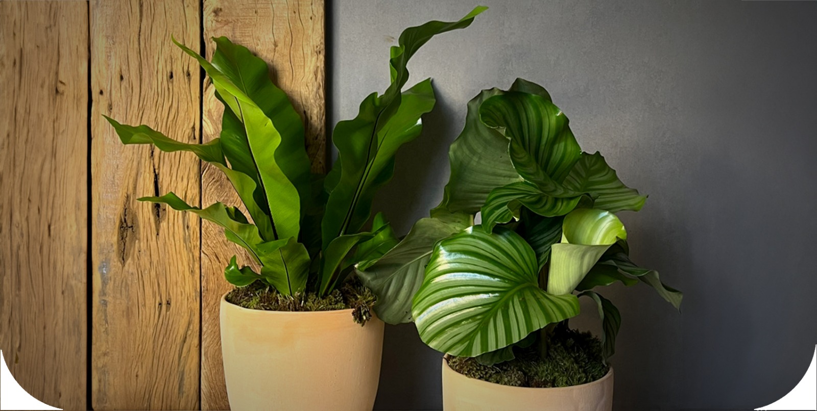 Studio Flora